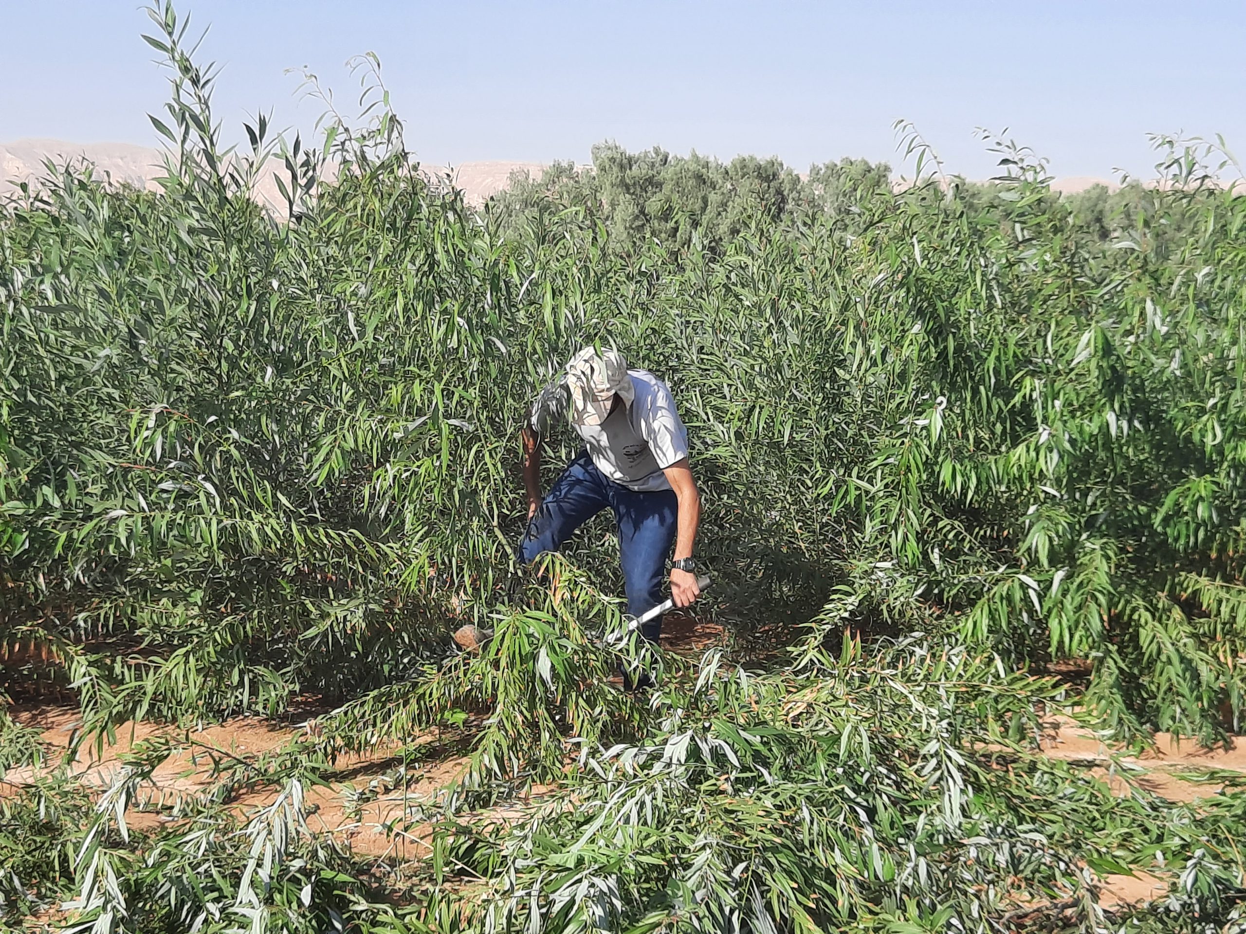 Harvesting willow trees and preparing them for a silage experiment with ...